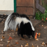 Imagen mofeta 94: Todas las respuestas en 94x100.com